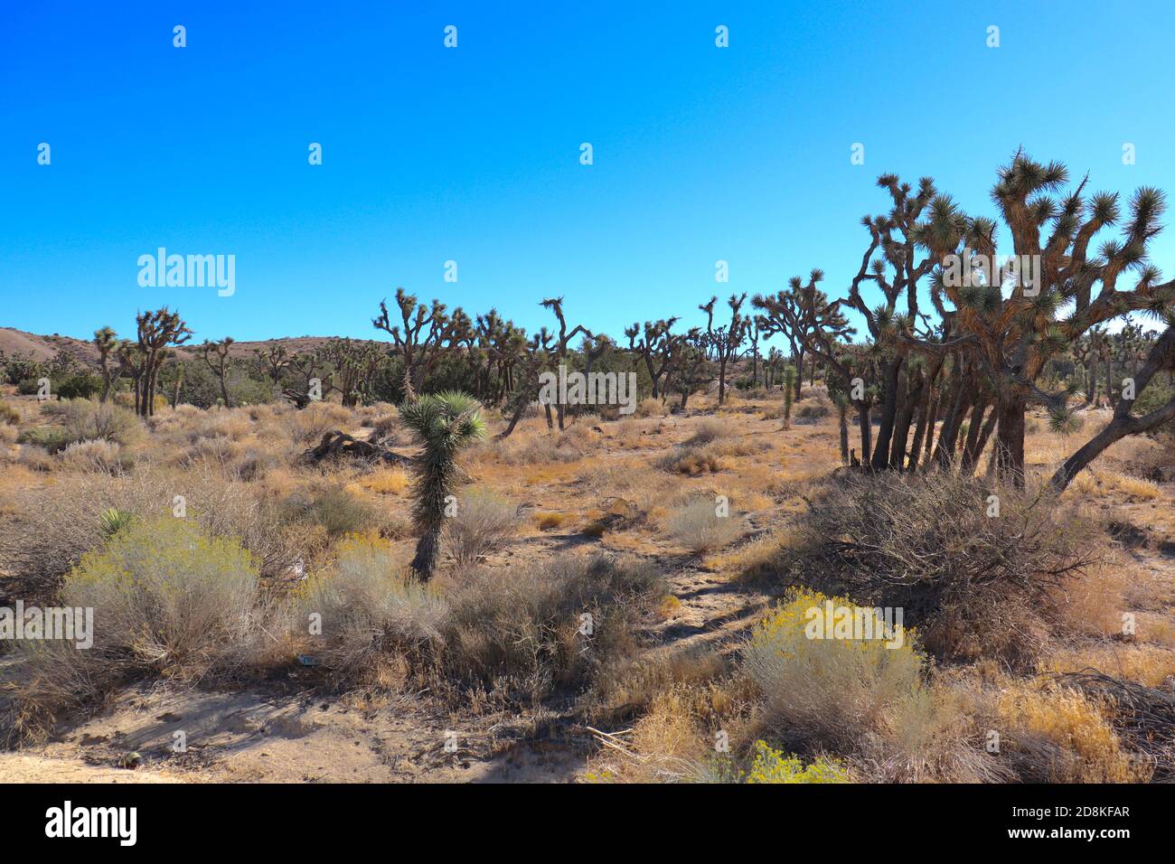 Desert landscape in Littlerock California Stock Photo - Alamy
