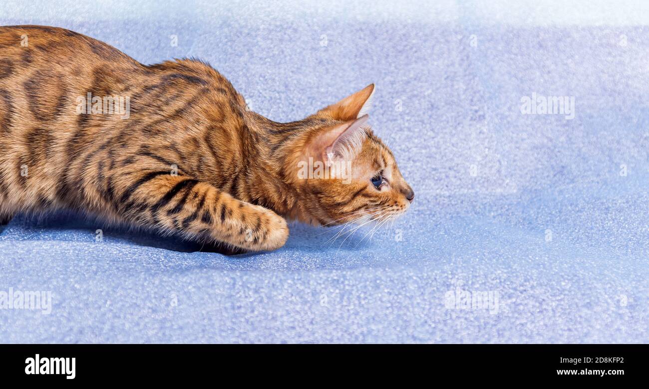 Young playful bengal kitten having fun and hunting on a blue background ...