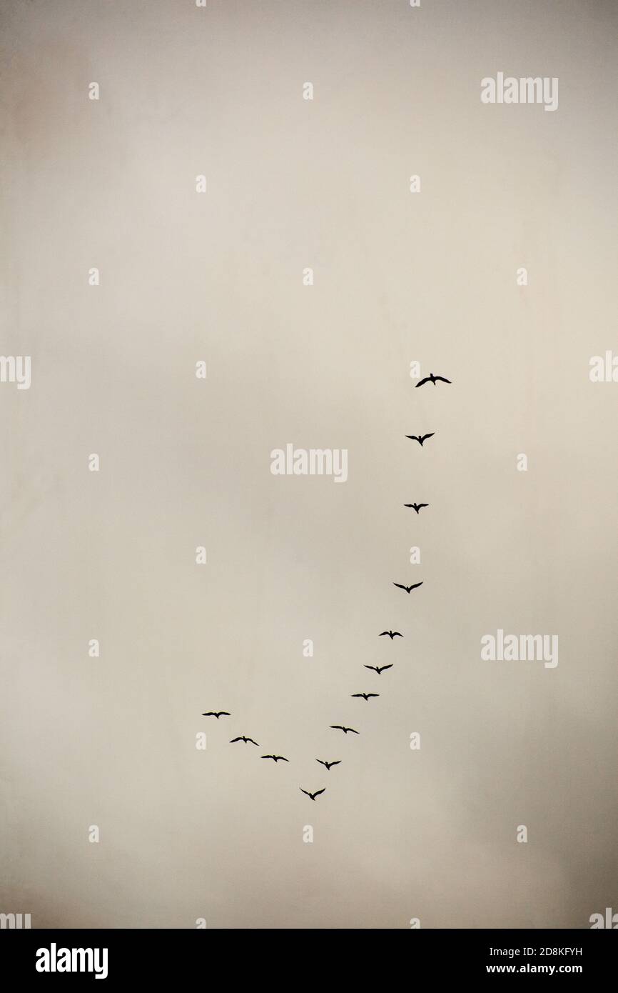 Flying in triangle hi-res stock photography and images - Alamy