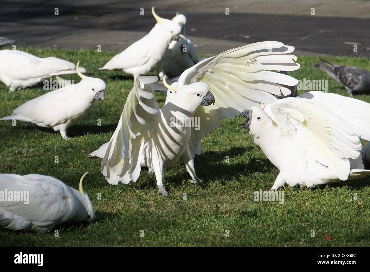 Cockatoo with Wings spread defending its Patch of Grass Stock Photo - Alamy