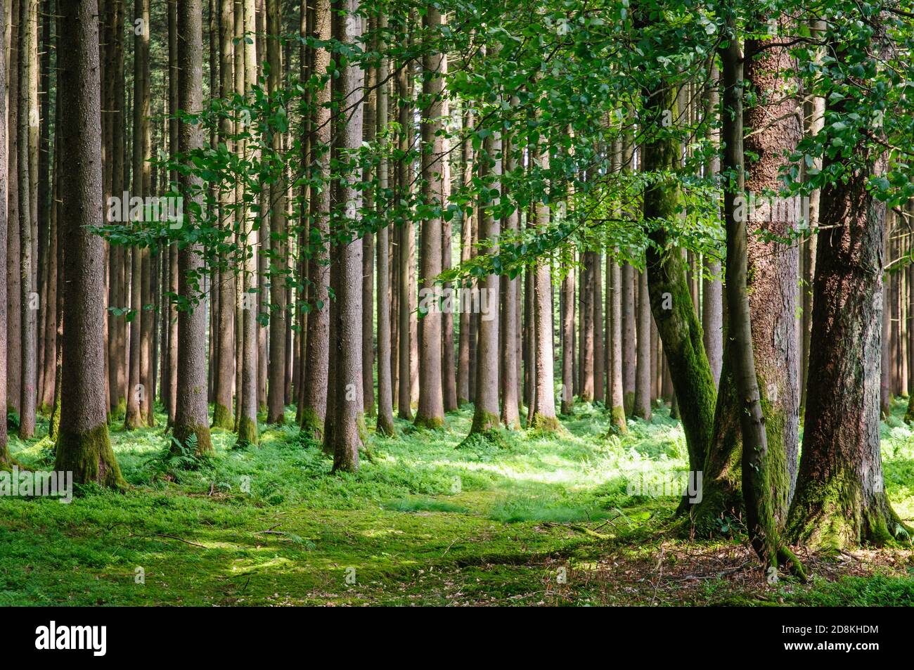 Relaxation and rest in the nature with walks in forrest and field Stock ...