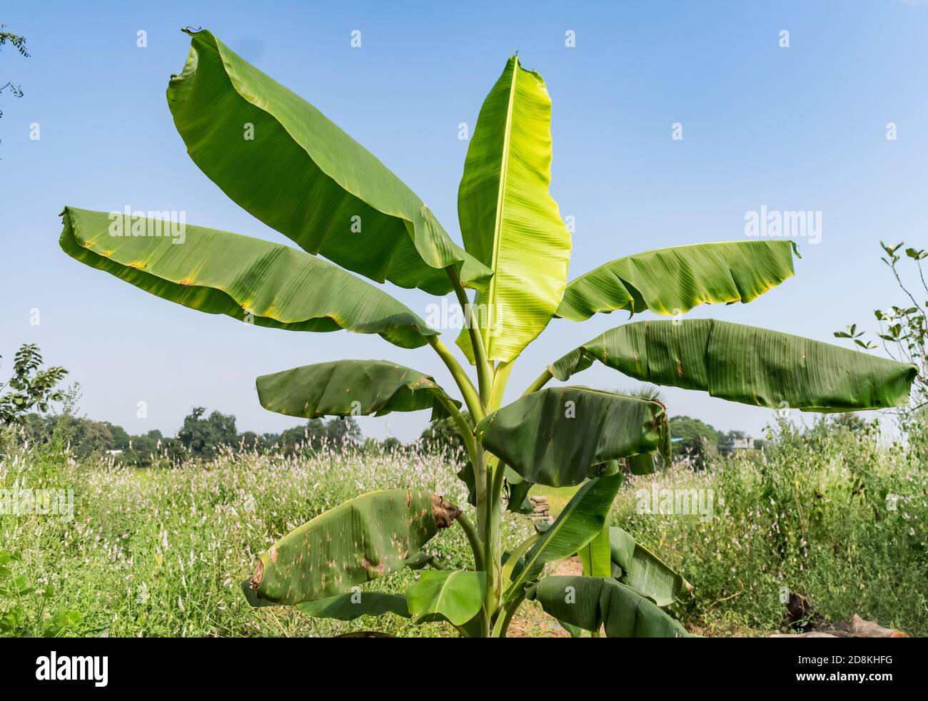 Banana Trees Single