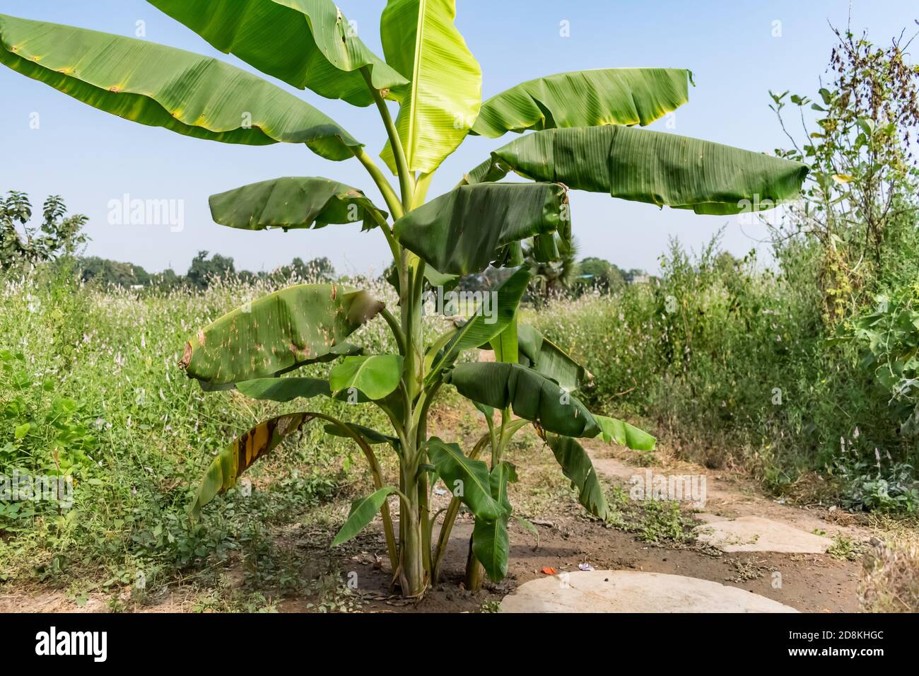 Single Banana Tree