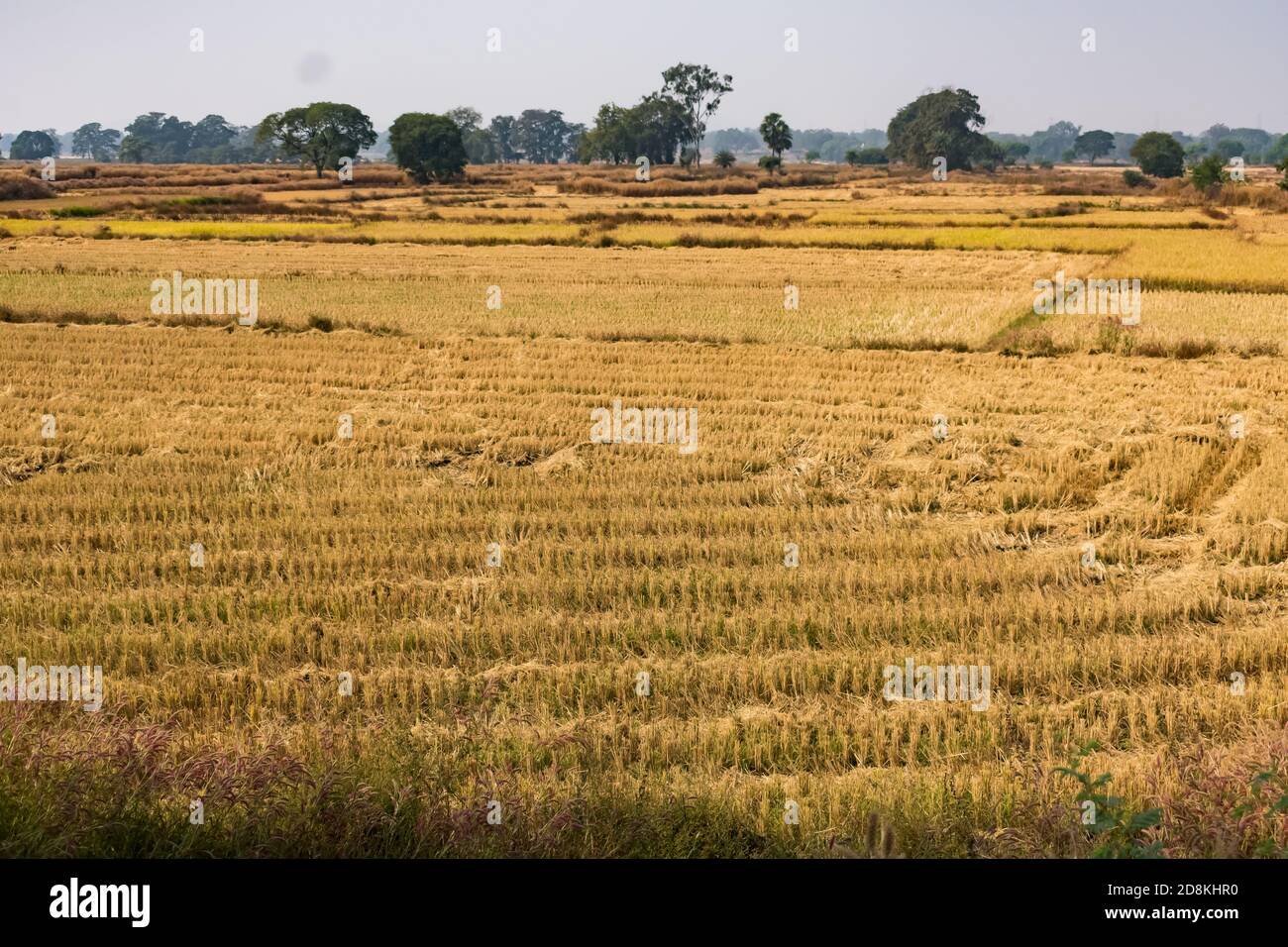 Rice field after harvesting hi-res stock photography and images - Alamy