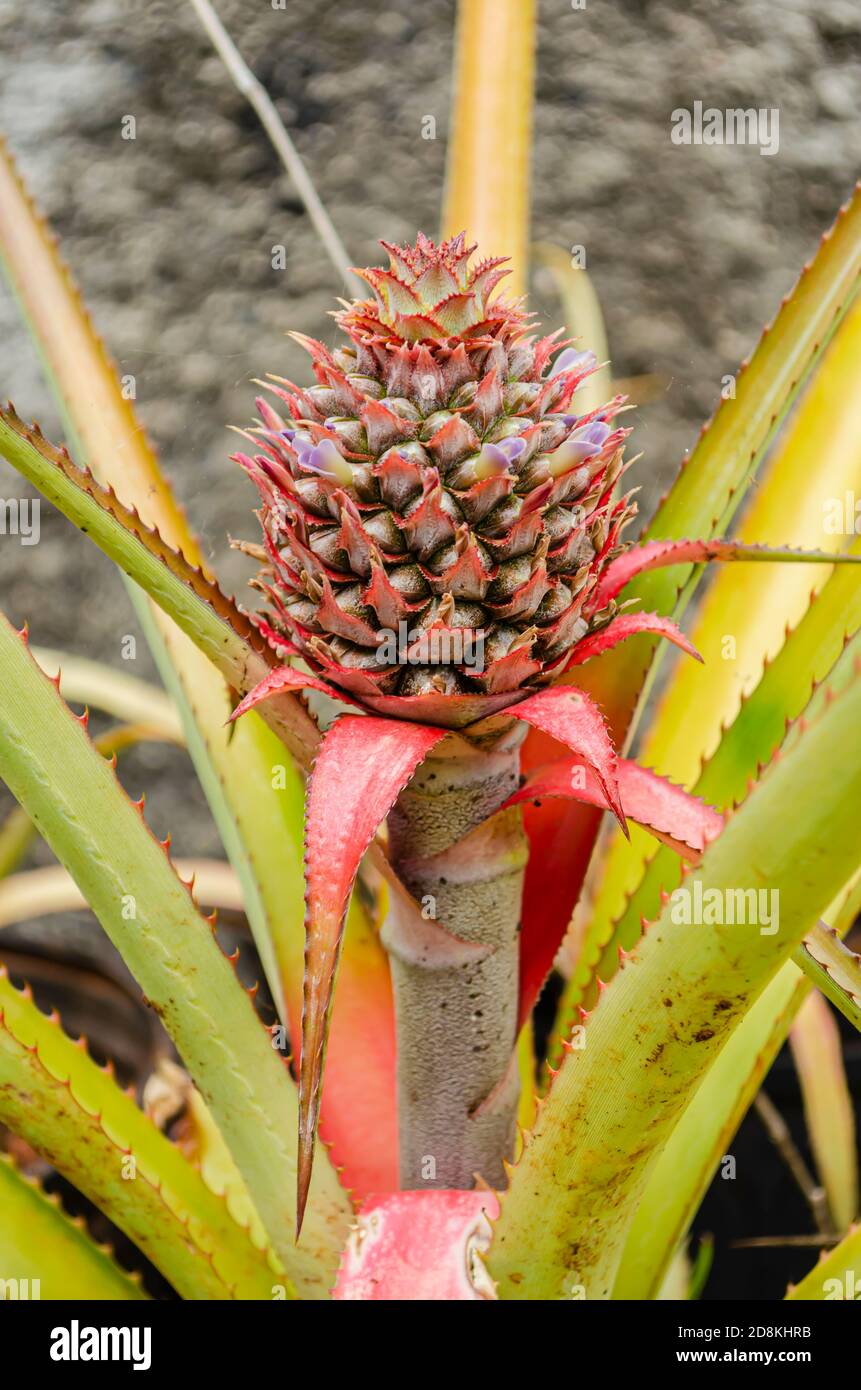 Pineapple ananas comosus flowers hi-res stock photography and images ...