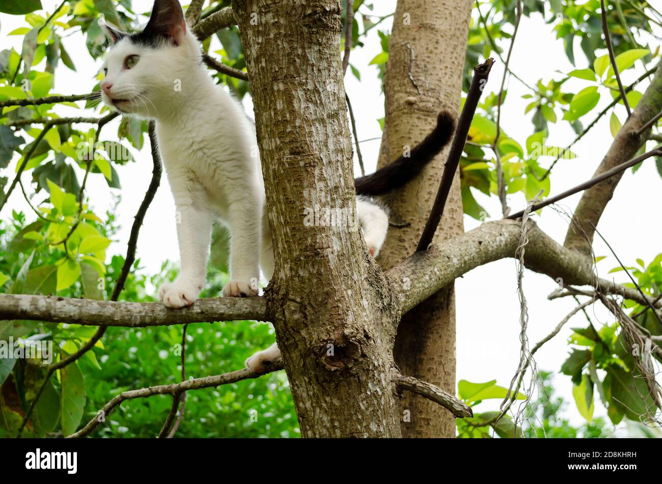 Animal gazing hi-res stock photography and images - Alamy