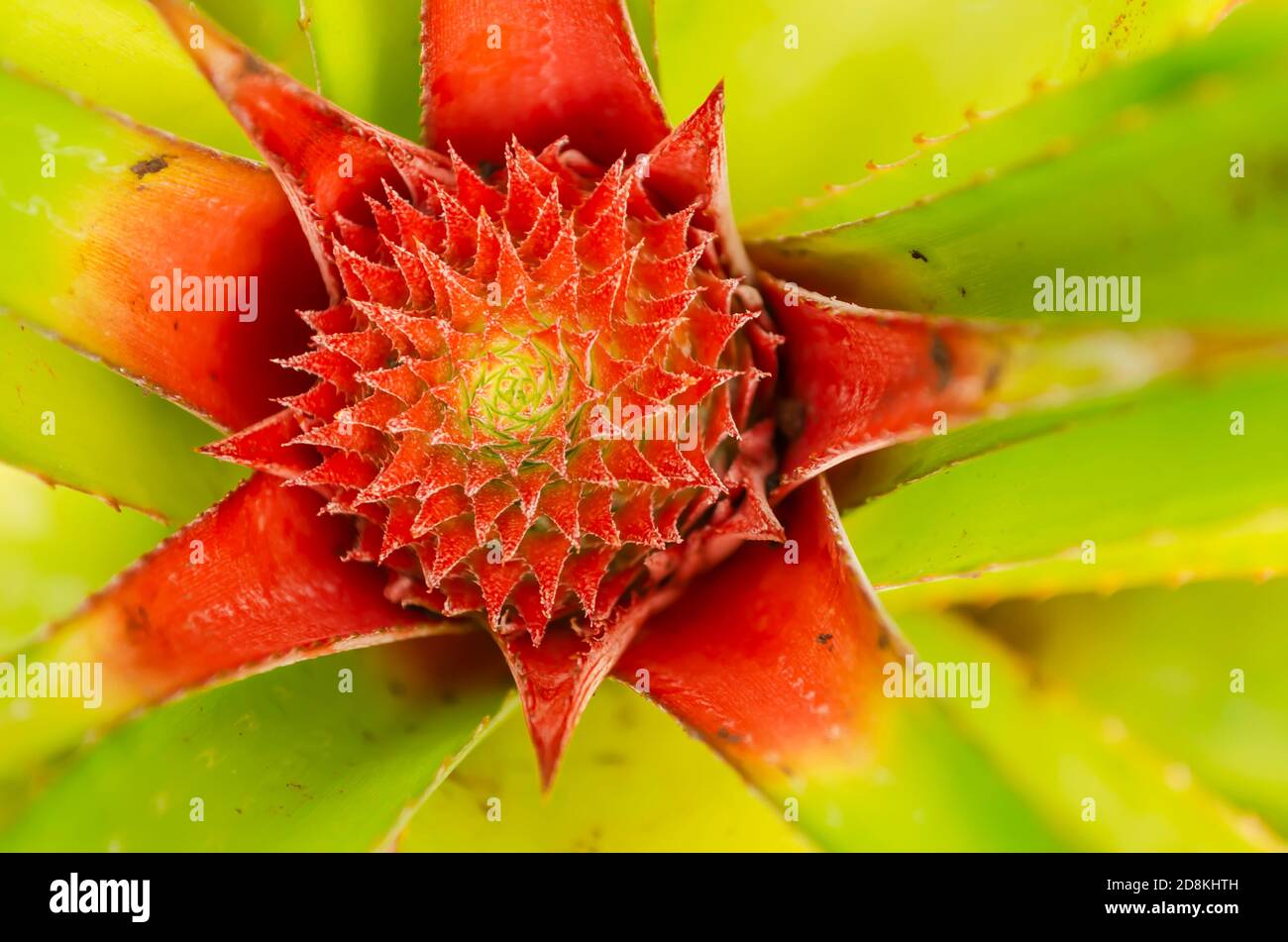 Red pineapple plants hi-res stock photography and images - Alamy