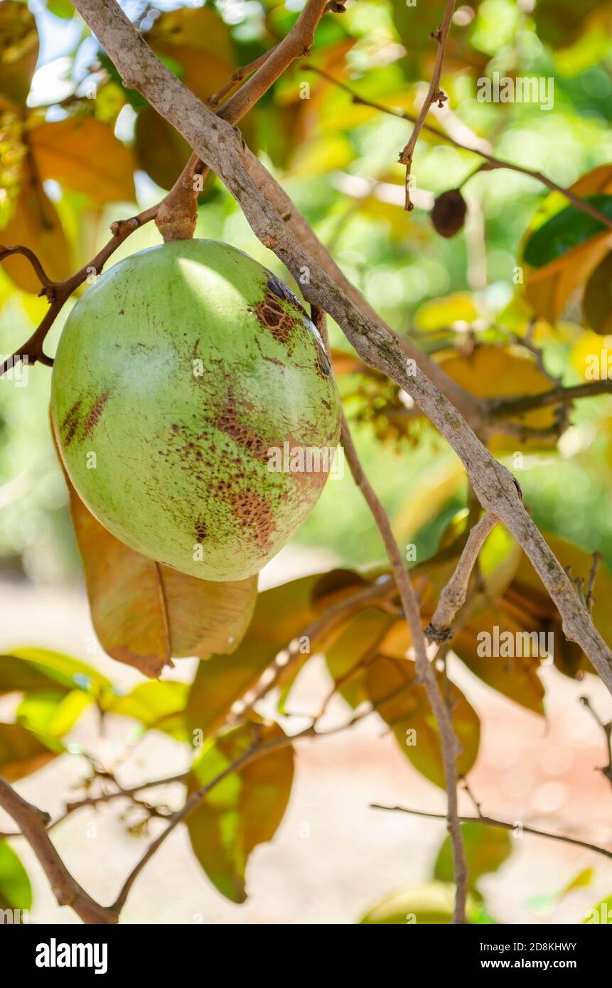 Caimito maduraverde hi-res stock photography and images - Alamy