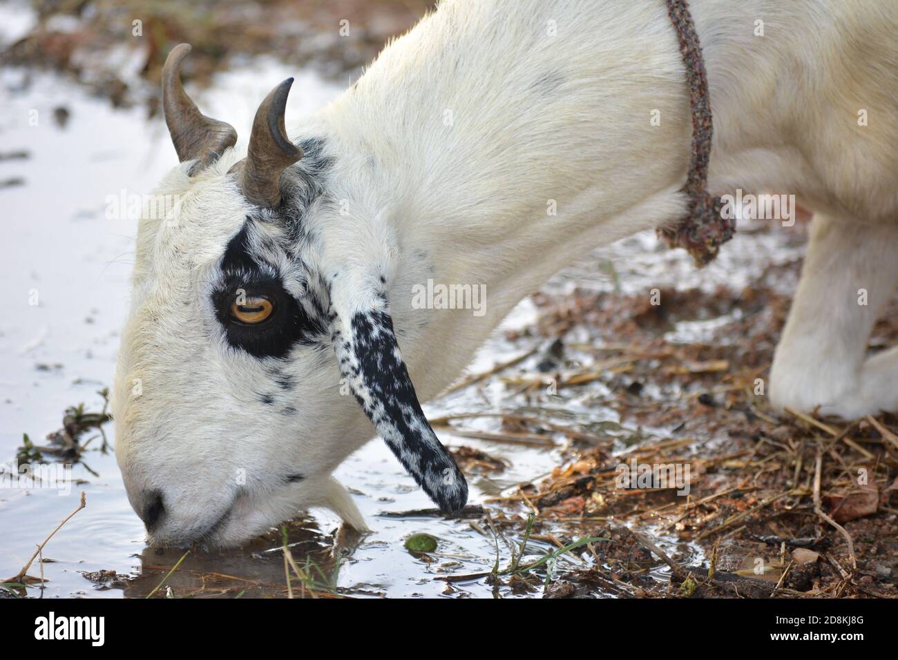 Goat drinks water on the farm Stock Photo - Alamy