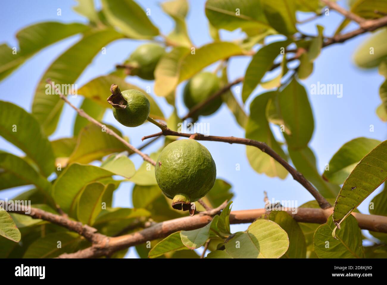 Guava fruit hanging on tree in the garden Stock Photo - Alamy