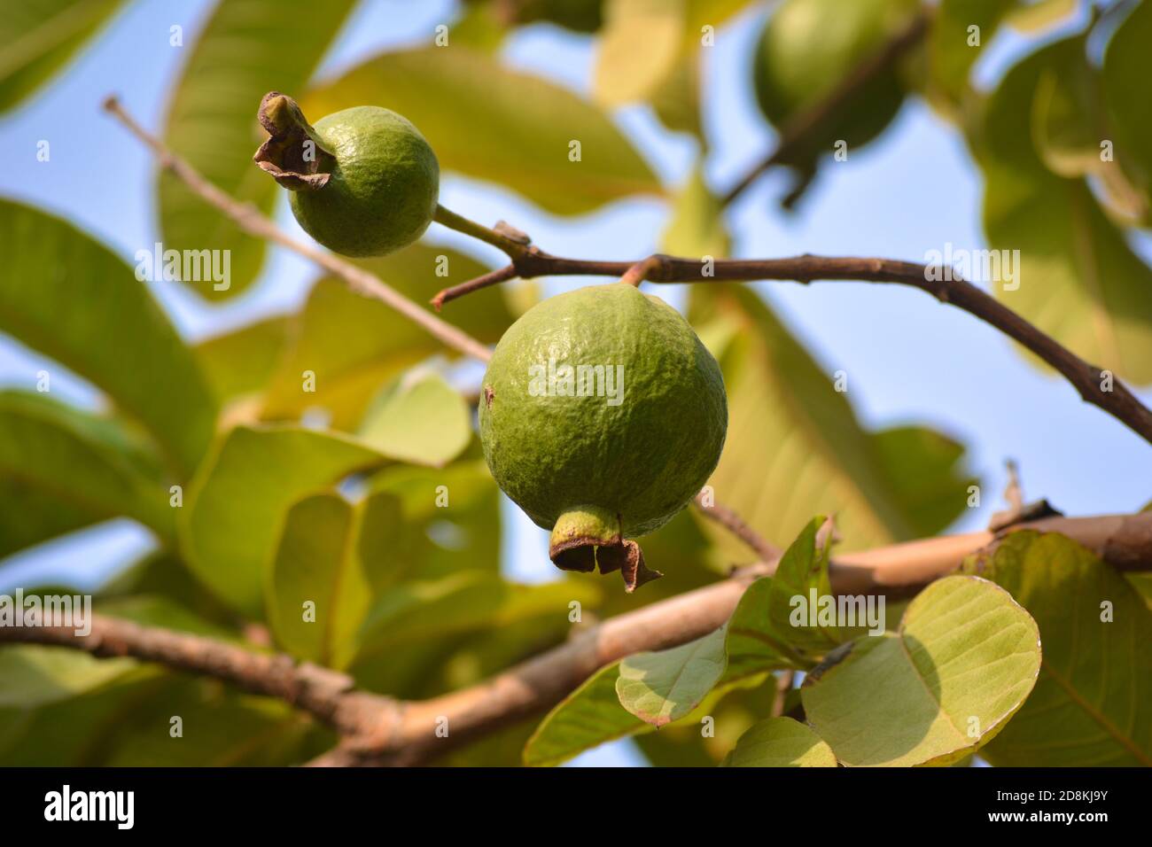 Hanging guava hi-res stock photography and images - Alamy