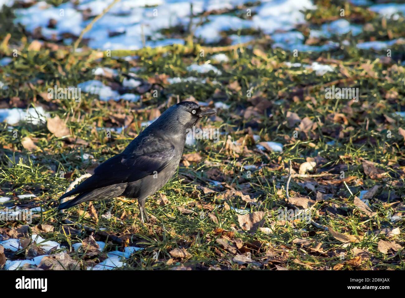 Young crow walking on grass hi-res stock photography and images - Alamy