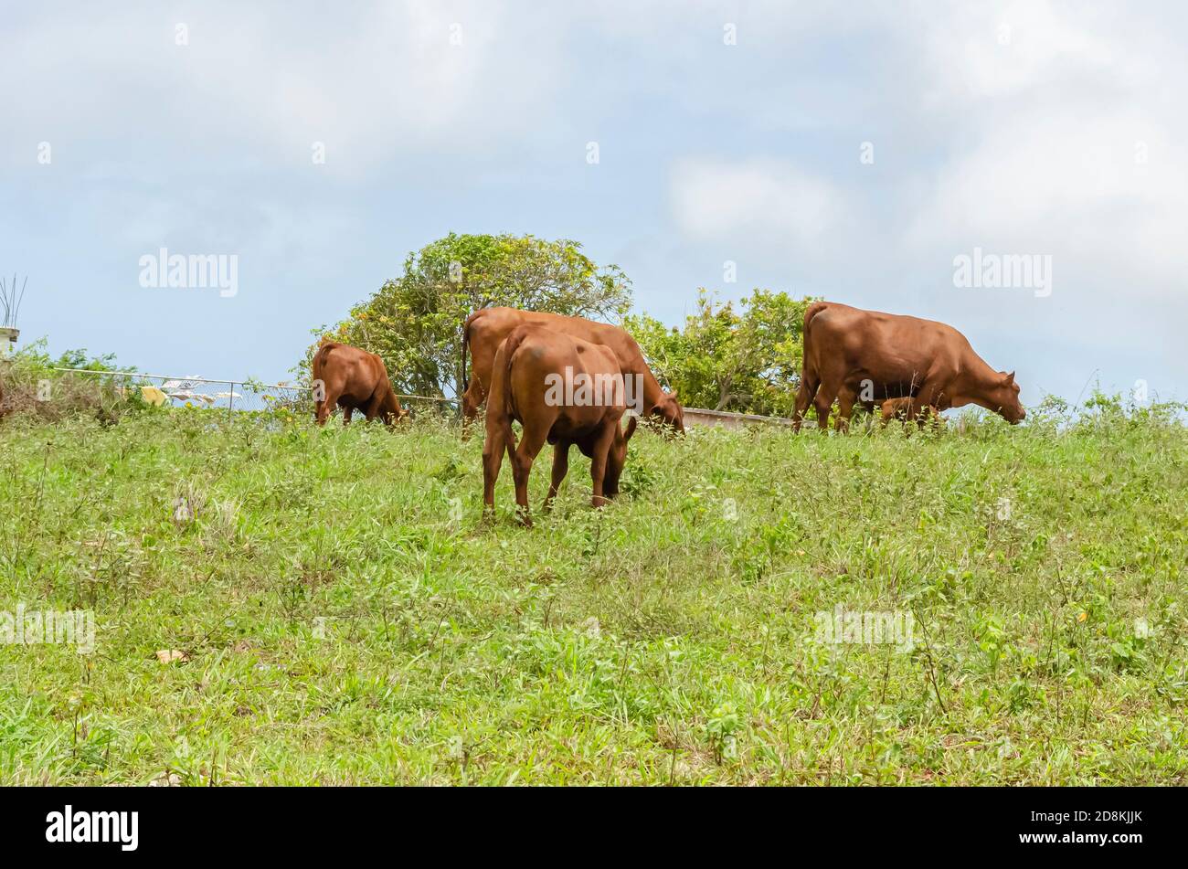 In a small pasture of low grass beside a house are grazzing red-pole ...