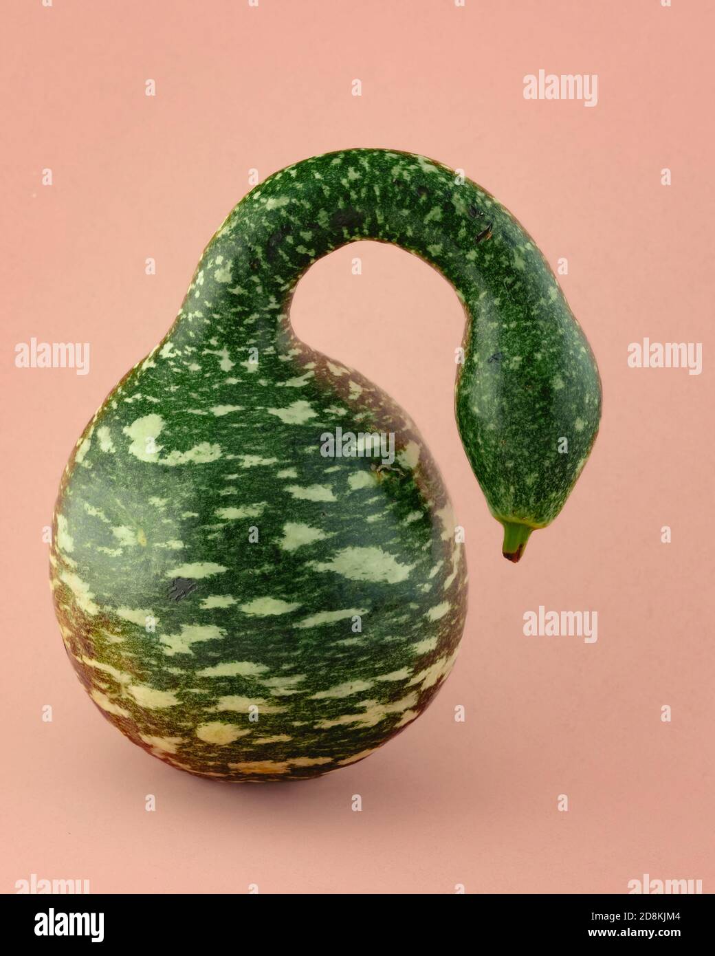 Speckled Swan gourd squash or Korba Gourd close up isolated on light ...