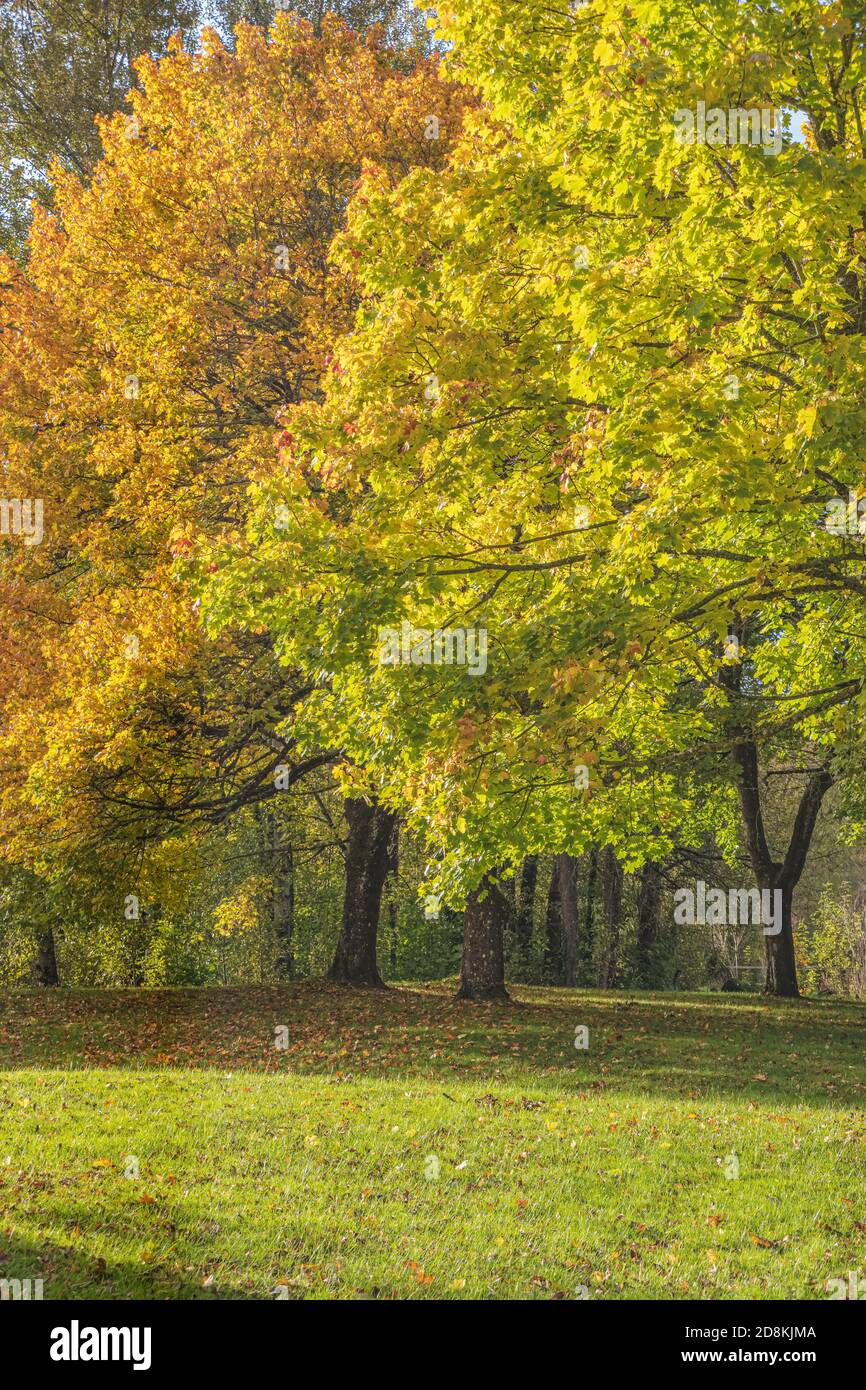 Autumn colors in a public park landscape Oregon state Stock Photo - Alamy
