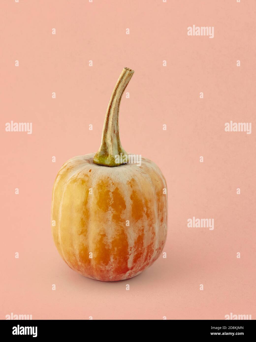 Honey nut squash close up isolated on light pink-beige background ...