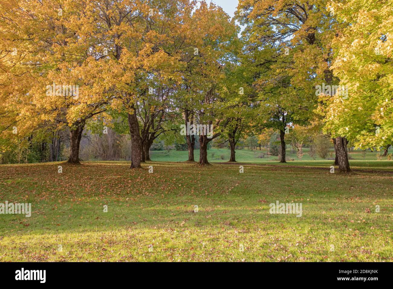 Autumn colors in a public park landscape Oregon state Stock Photo - Alamy