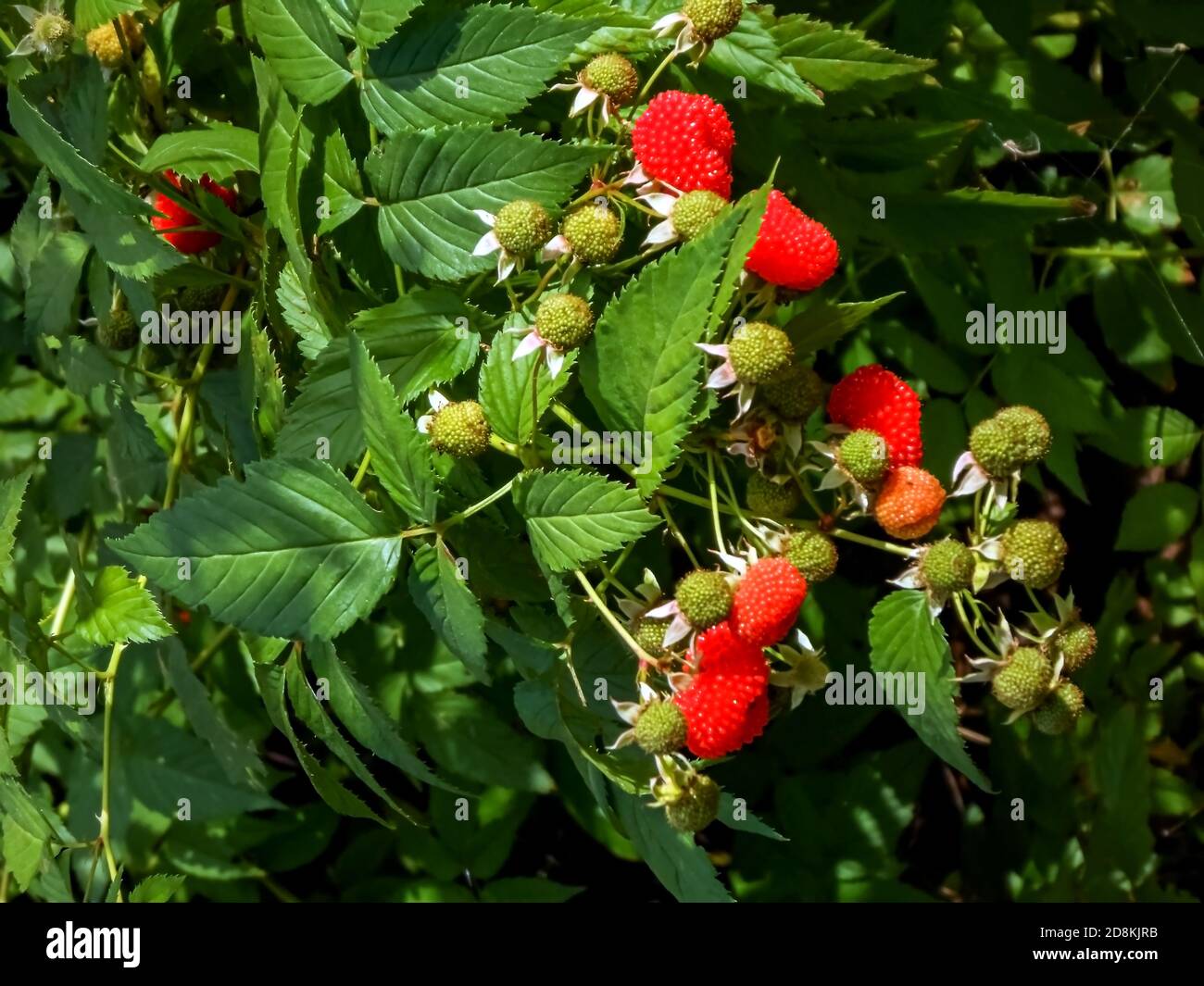 A raspberry plant with thick foliage has on it mature ripe, and unripe ...