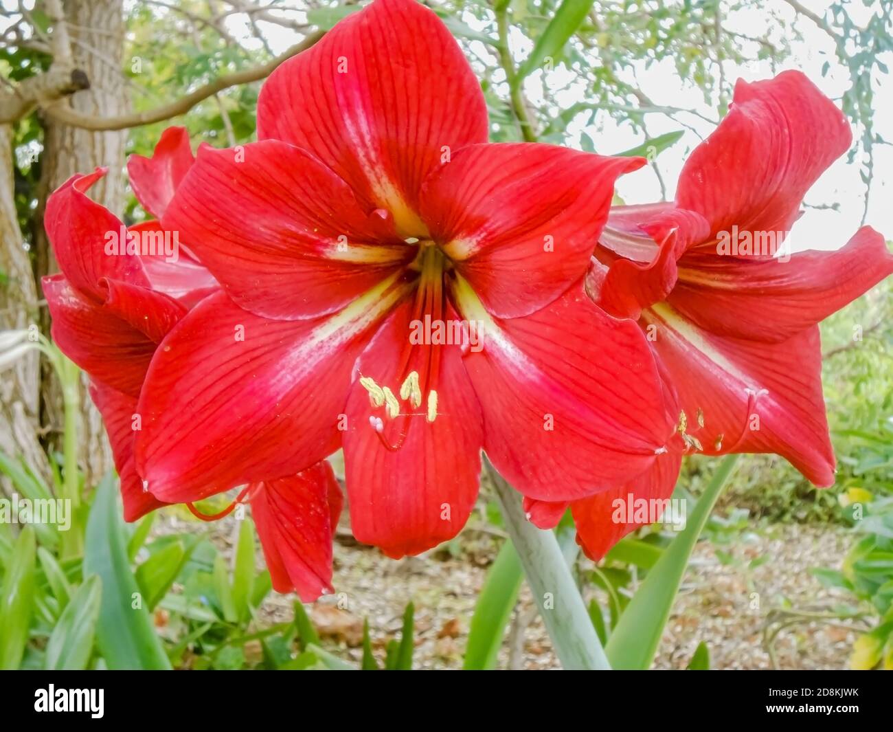 The The Red Bell-shaped Flowers of the Amaryllis Monaco Stock Photo - Alamy