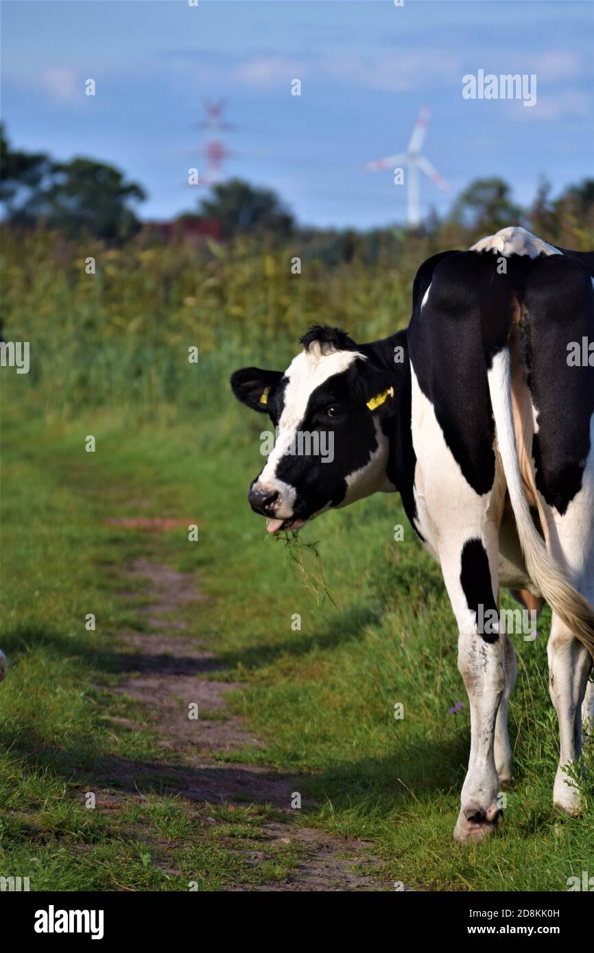 Black and white looking around cow from behind Stock Photo - Alamy