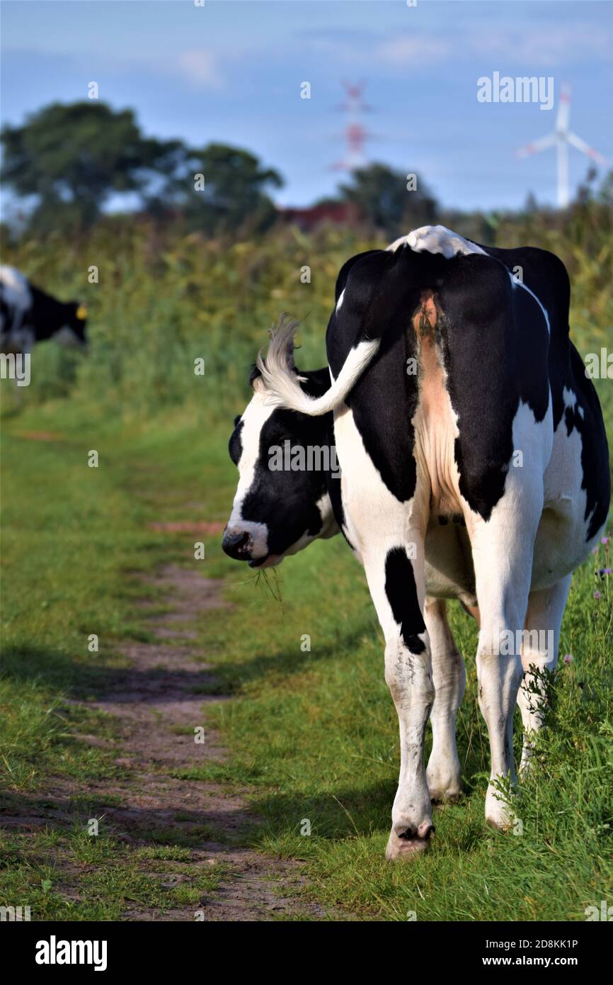 Black and white looking around cow from behind Stock Photo - Alamy