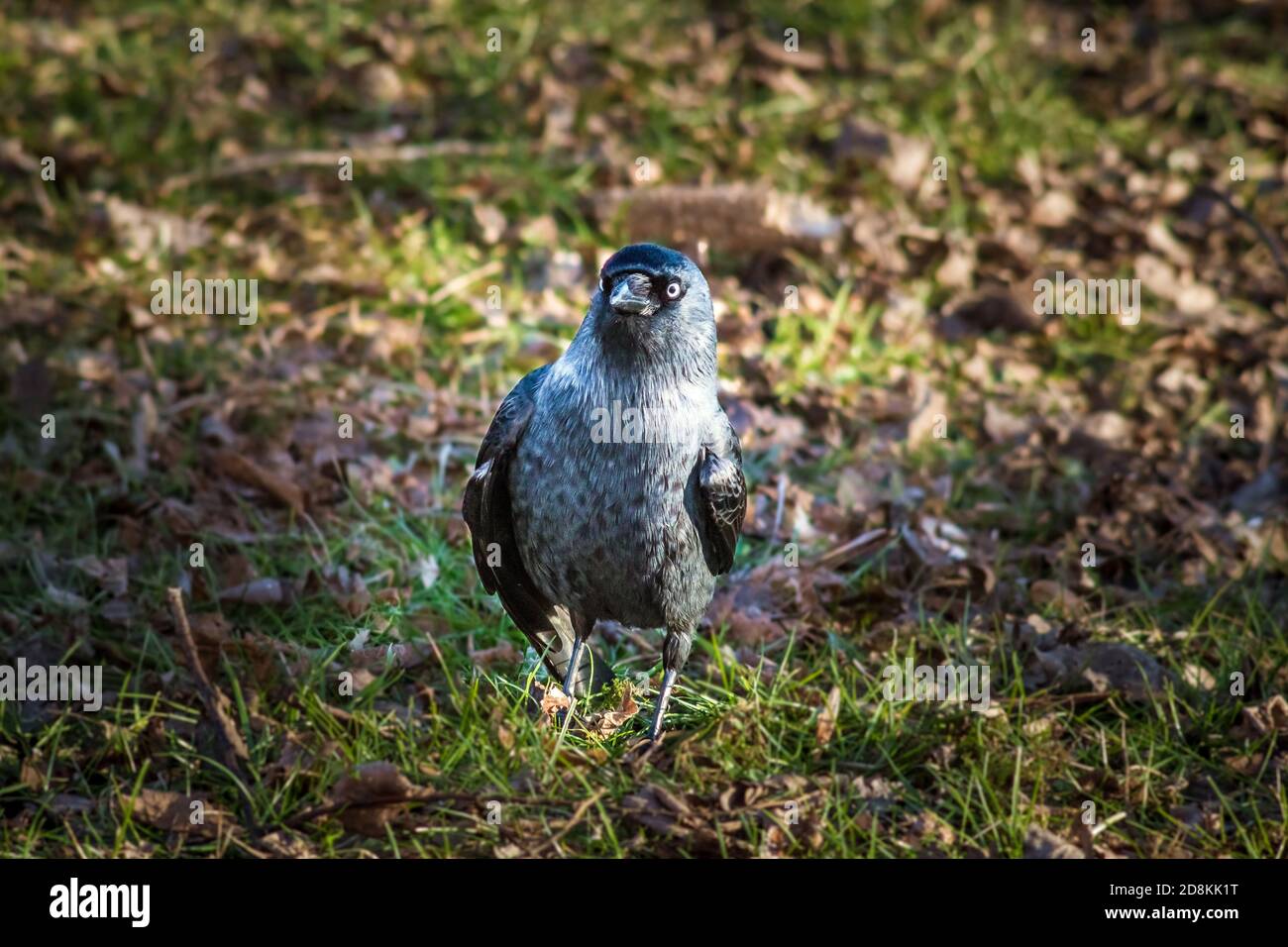 Young crow walking on grass hi-res stock photography and images - Alamy