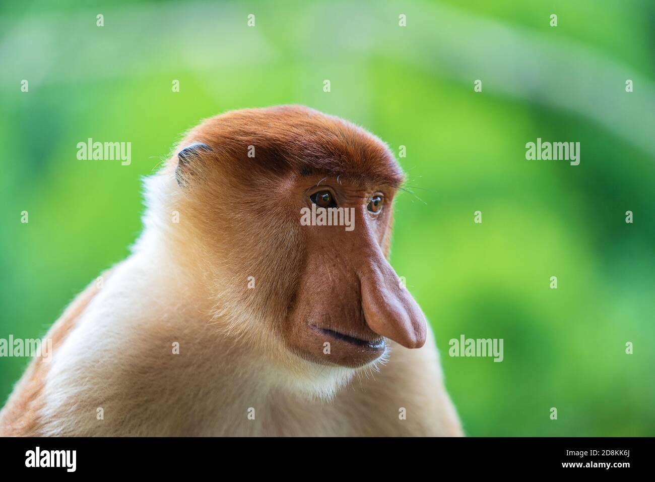 Family of wild Proboscis monkey or Nasalis larvatus, in the rainforest ...
