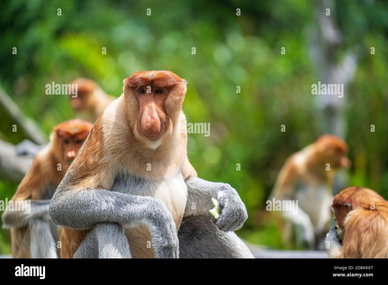 Family of wild Proboscis monkey or Nasalis larvatus, in the rainforest ...