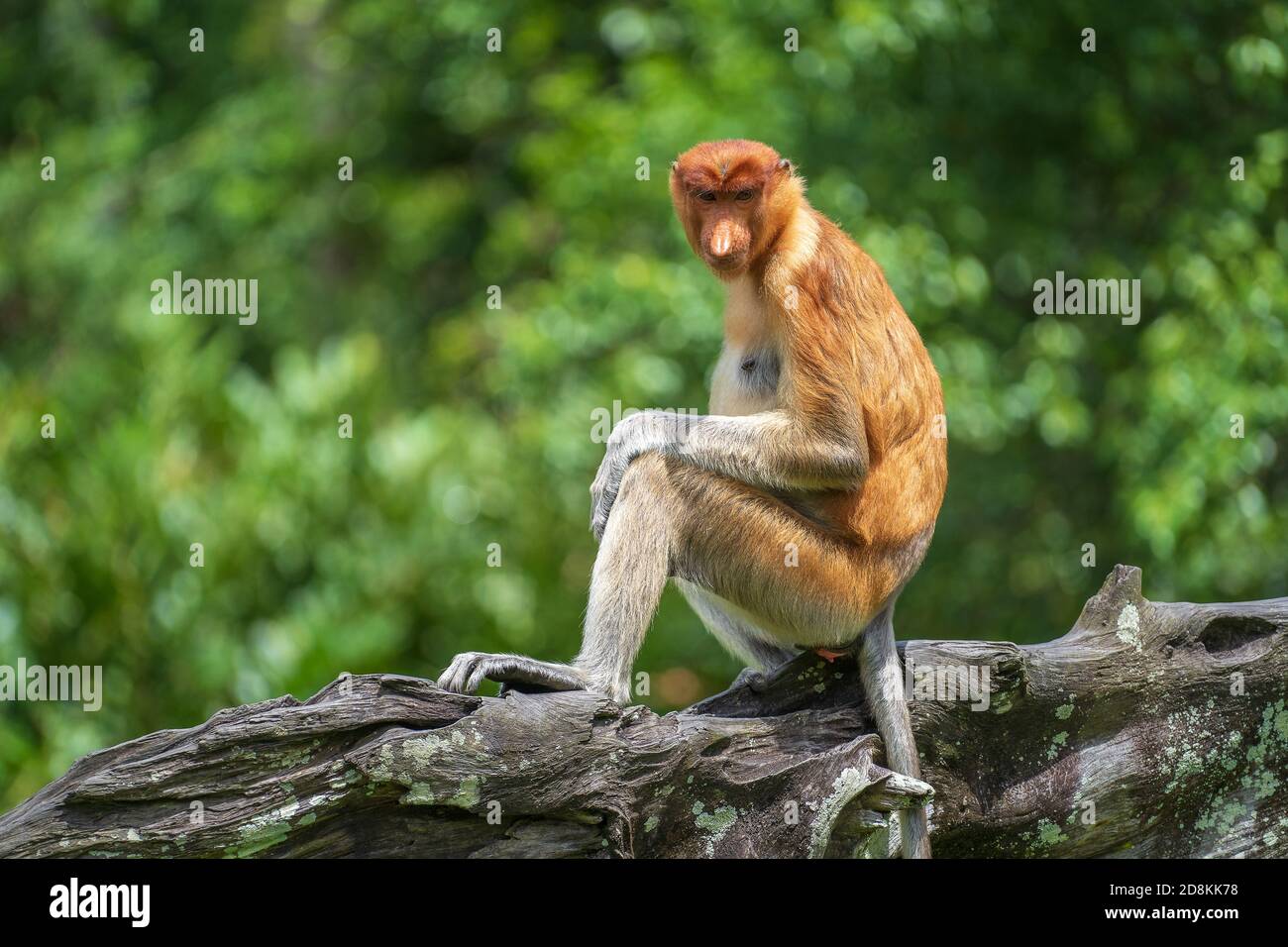 Family of wild Proboscis monkey or Nasalis larvatus, in the rainforest ...