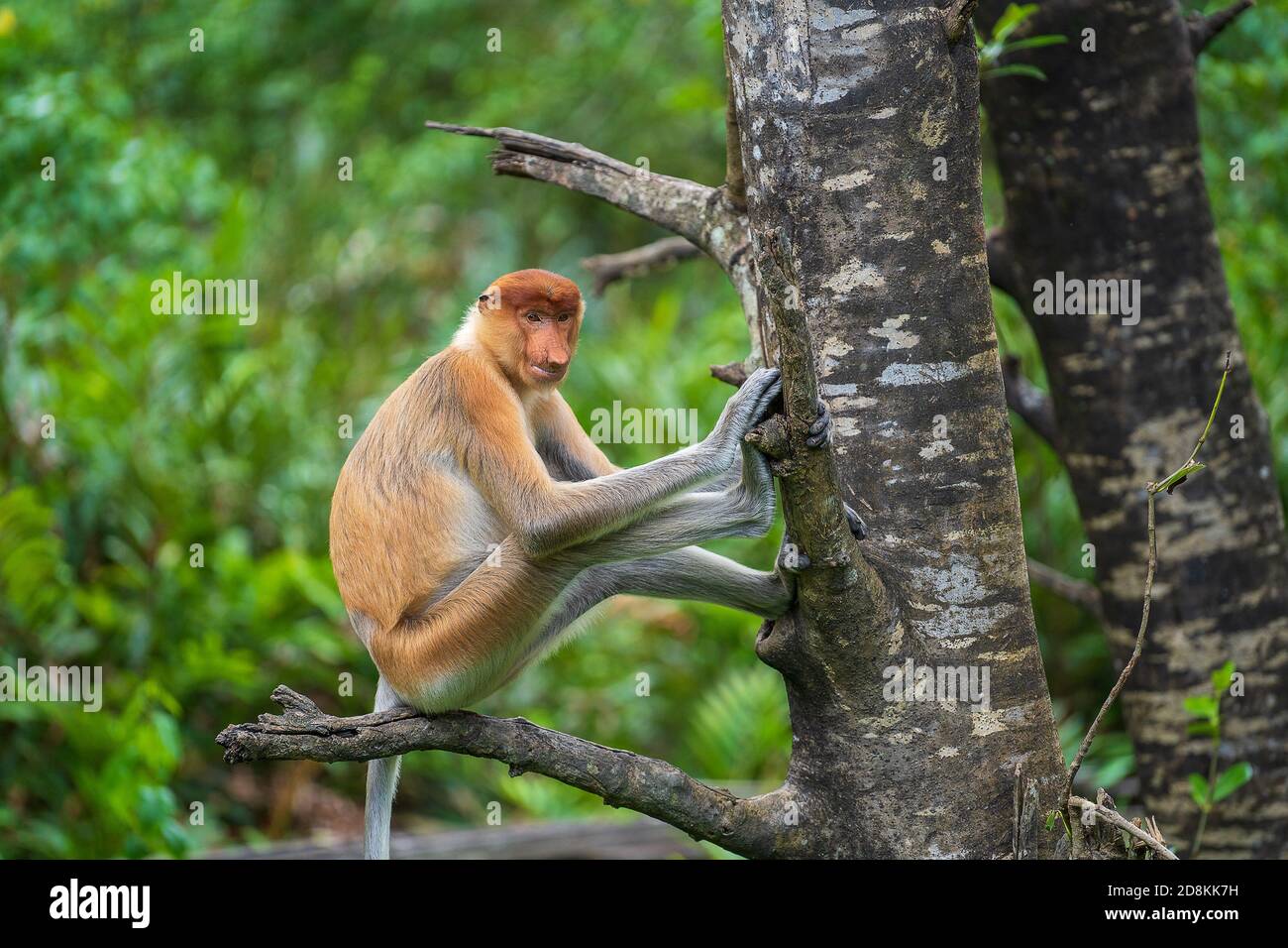 Family of wild Proboscis monkey or Nasalis larvatus, in the rainforest ...
