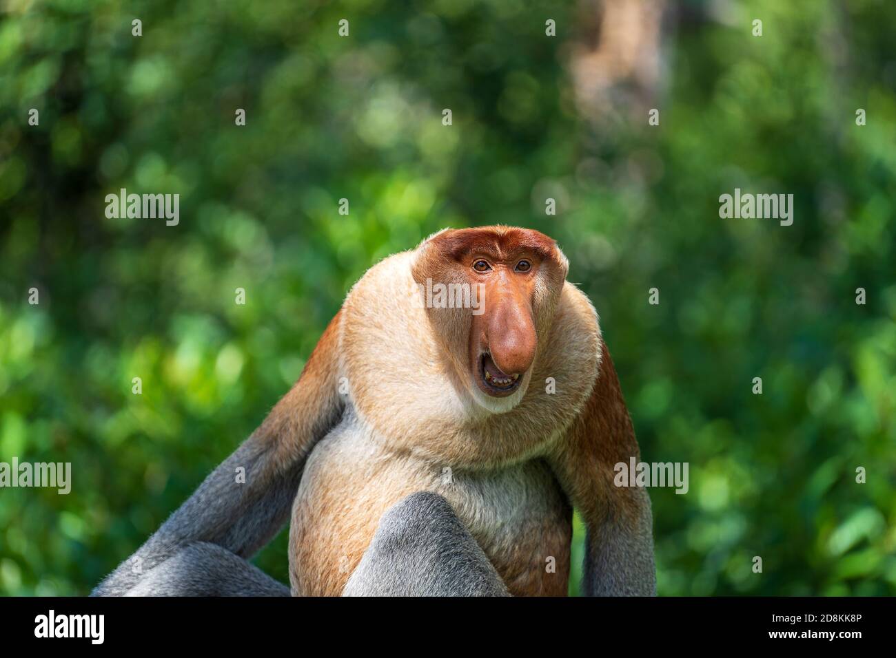 Family of wild Proboscis monkey or Nasalis larvatus, in the rainforest ...
