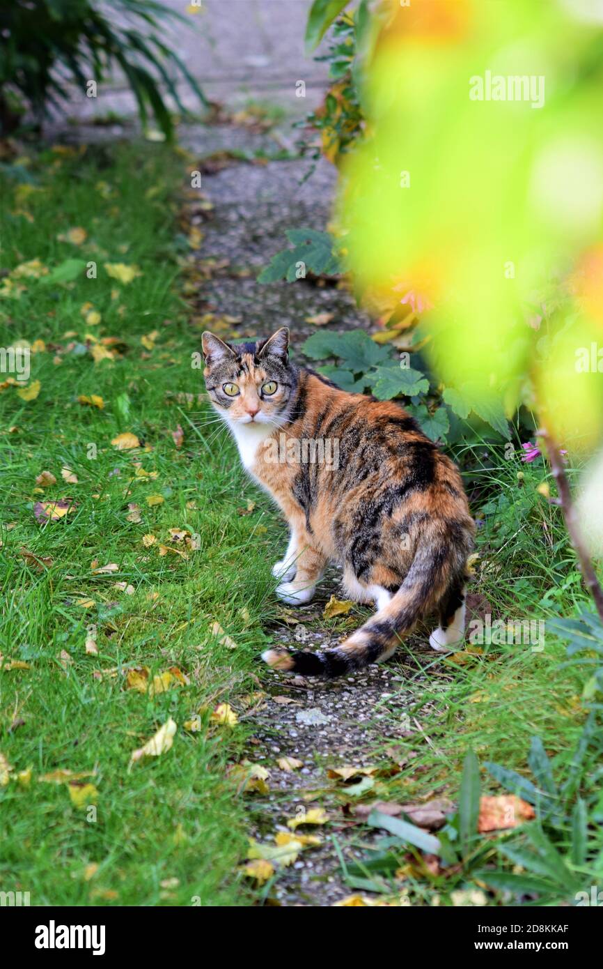 Cat path hi-res stock photography and images - Alamy
