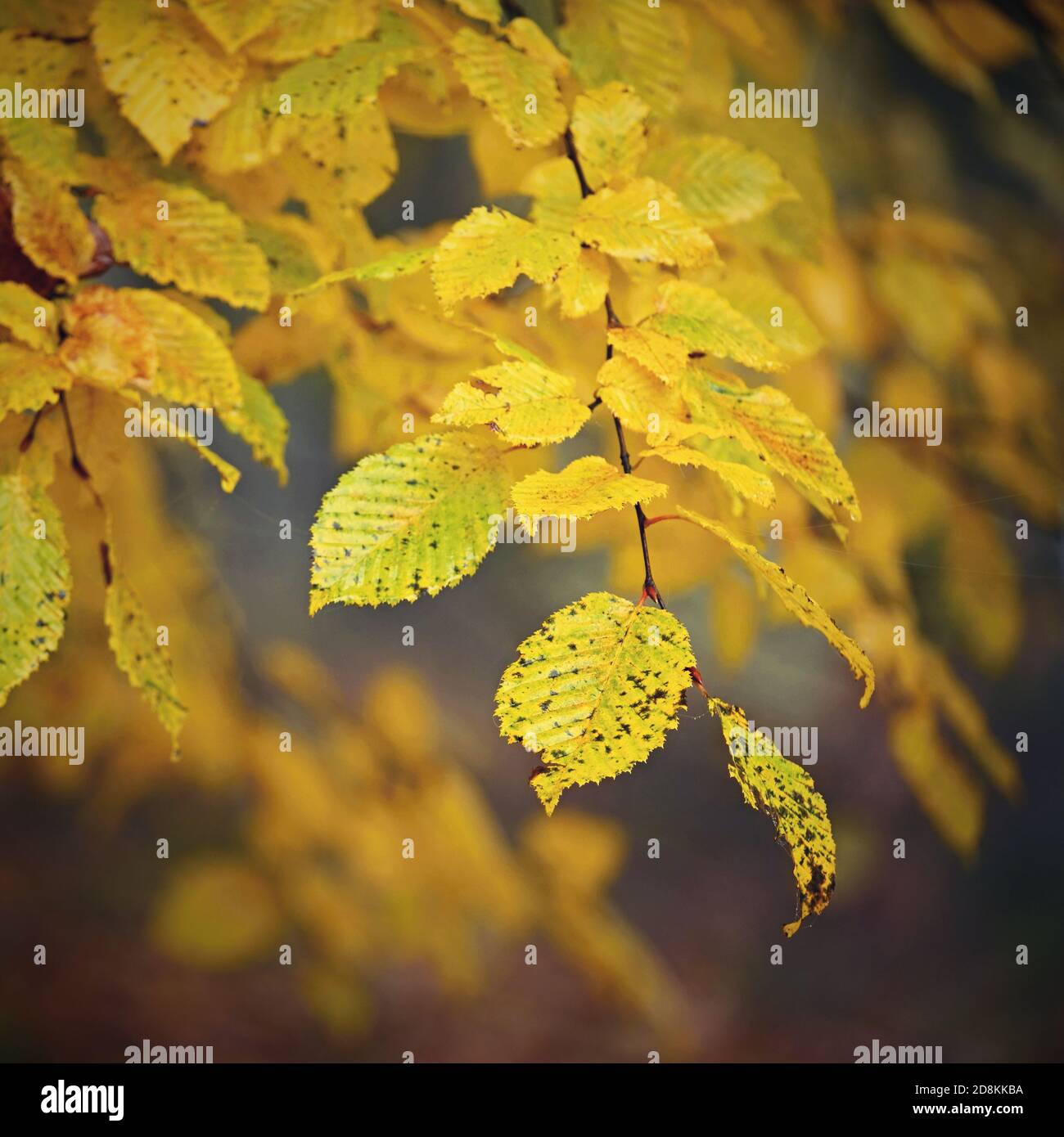 Autumn background. Beautiful colorful leaves of trees in nature. Autumn ...