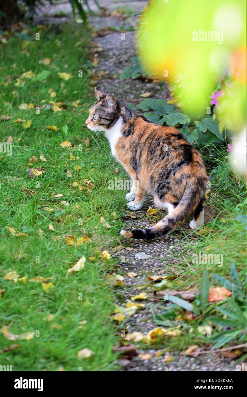 Tricolor cat hi-res stock photography and images - Alamy