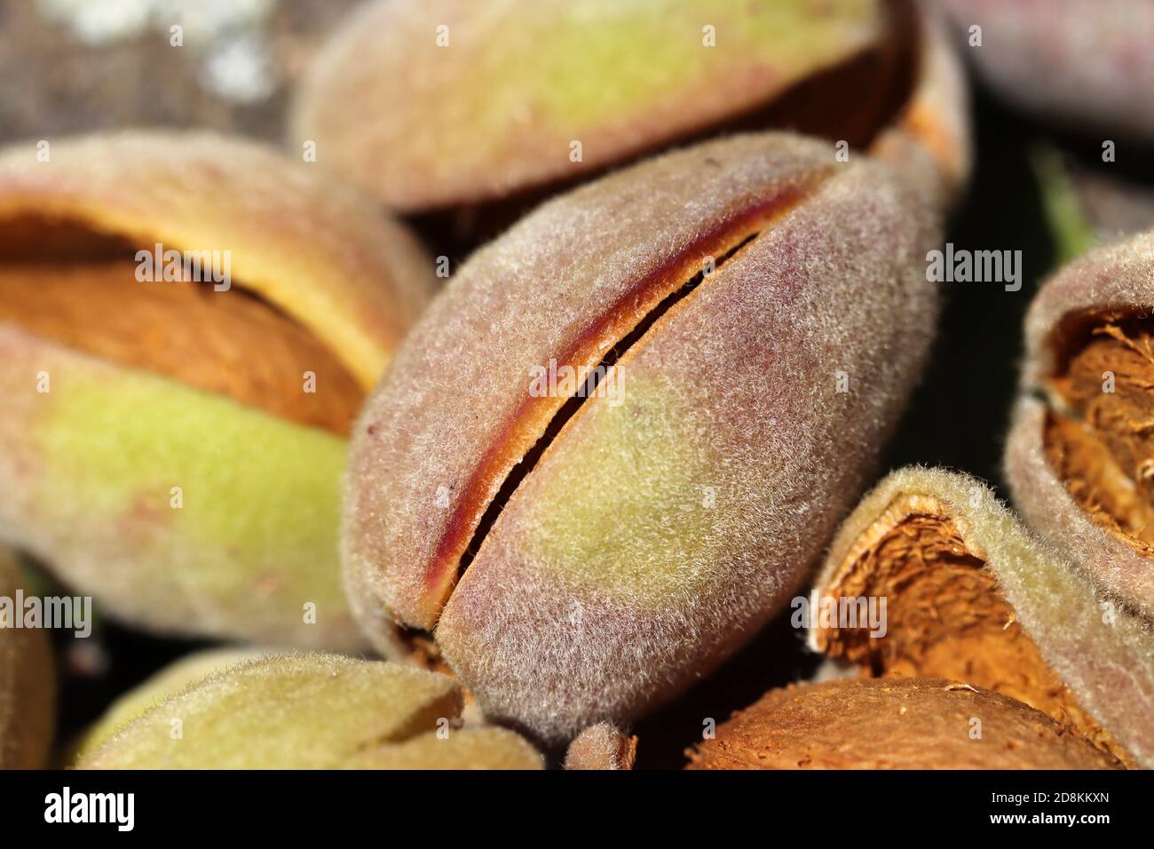 Harvest of almonds. Healthy foods Stock Photo - Alamy