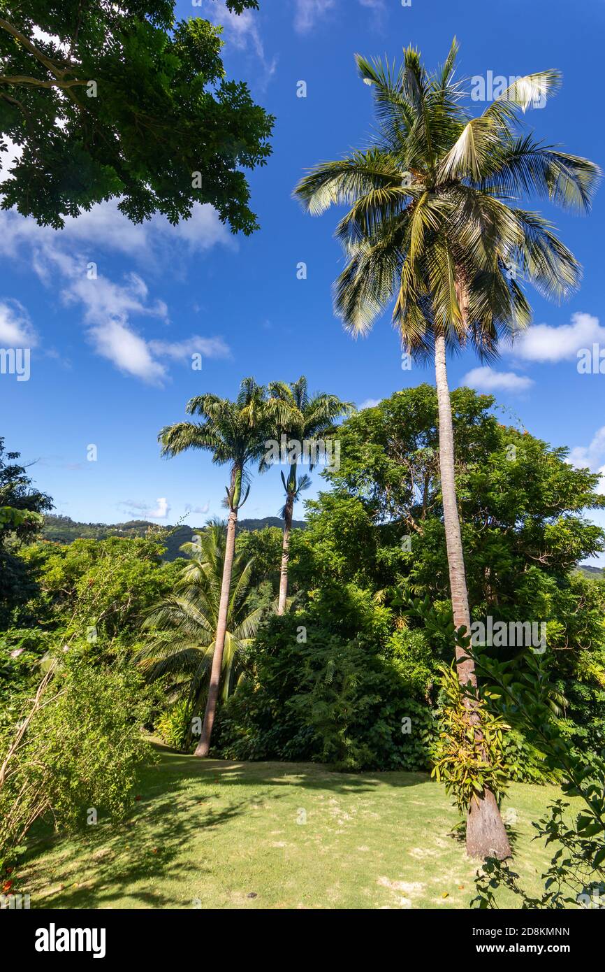 Flower Forest Botanical Garden, Barbados, West Indies Stock Photo - Alamy