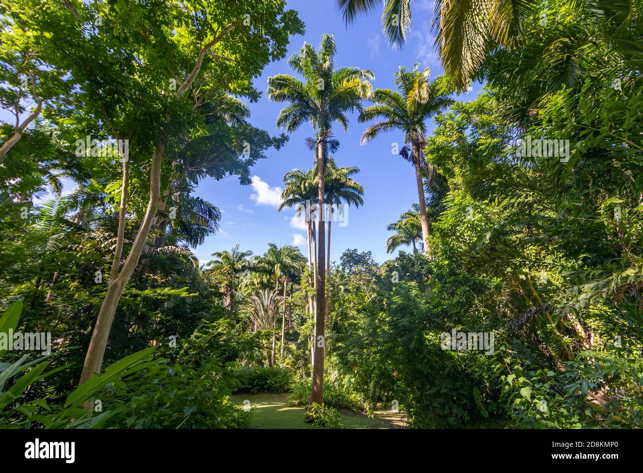 Flower Forest Botanical Garden, Barbados, West Indies Stock Photo - Alamy