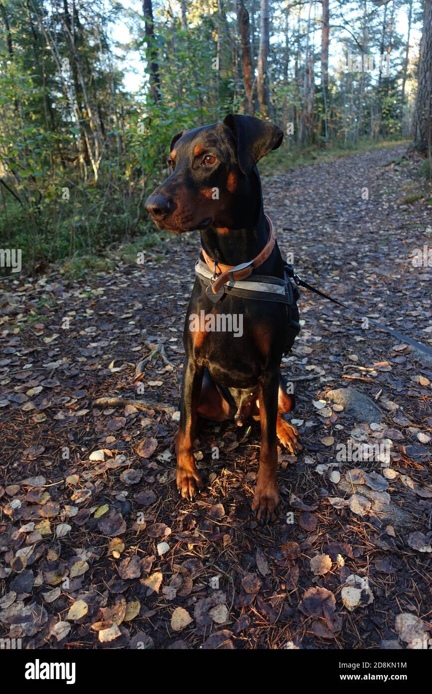 doberman sitiing in the forrest in the autum with leaves around him ...