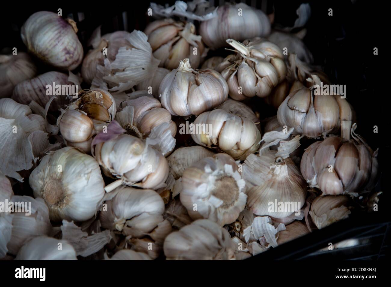 Closeup f a pile of freshly harvested garlic knobs Stock Photo - Alamy