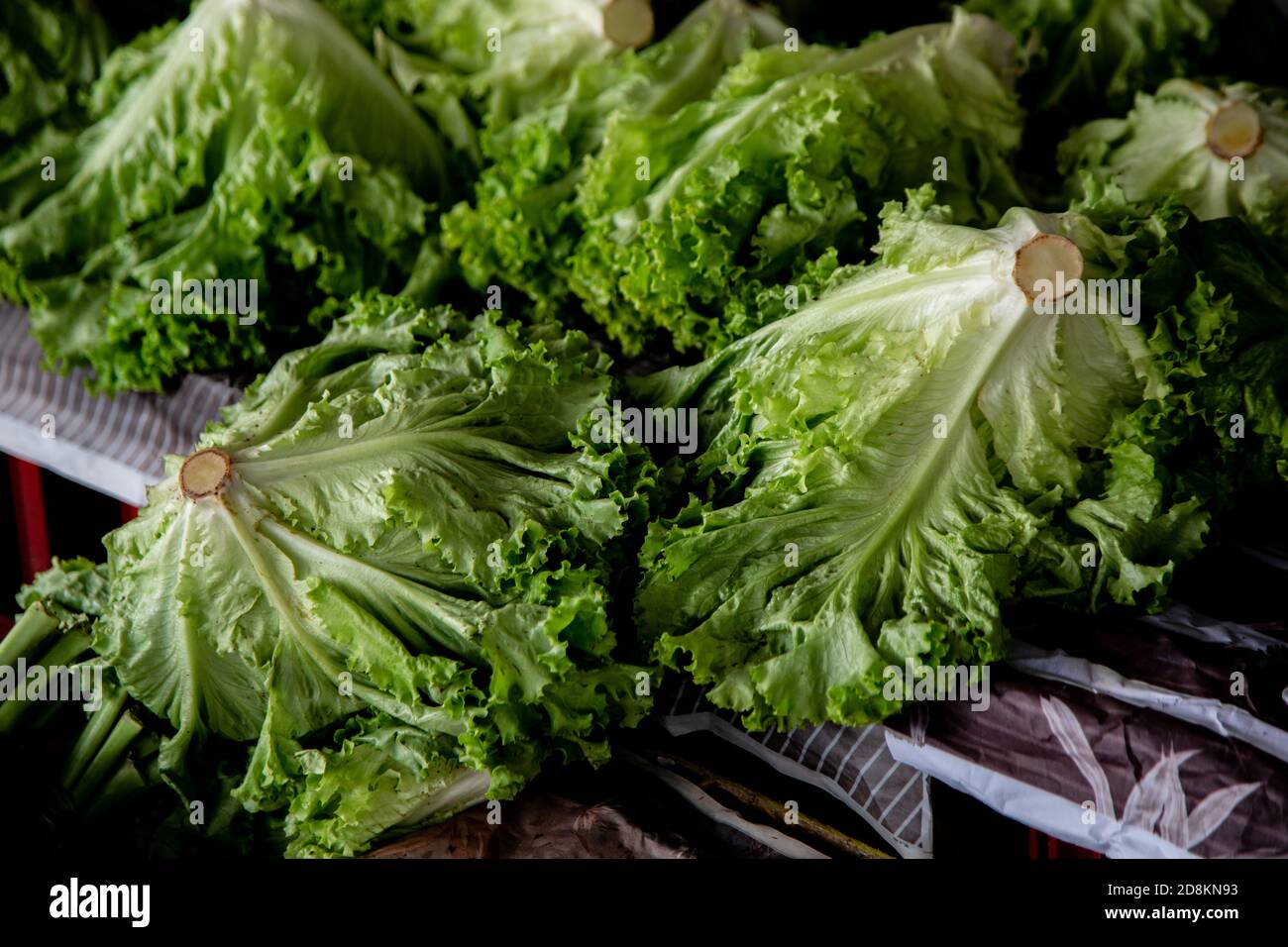 Green leaf lettuce farm hi-res stock photography and images - Alamy