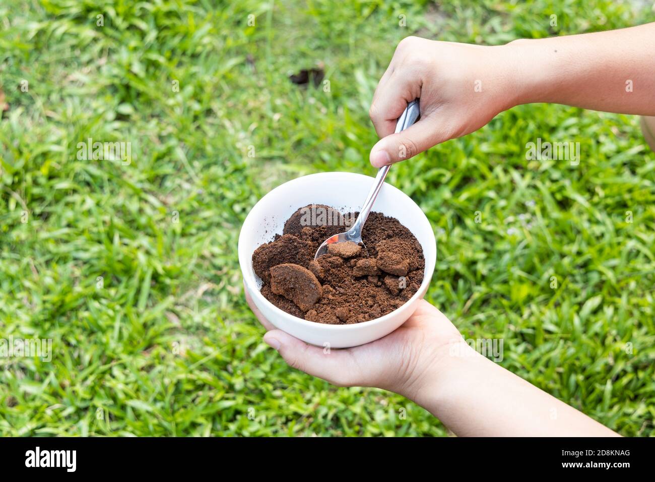 Person apply spent grounded coffee powder as natural plant fertilizer ...
