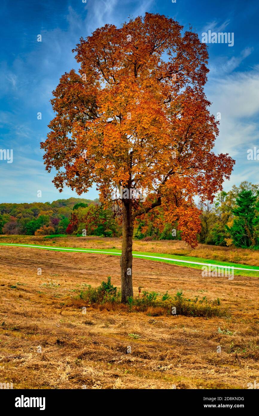 A Lone Orange Tree in Autumn in a Large Open Field Stock Photo - Alamy