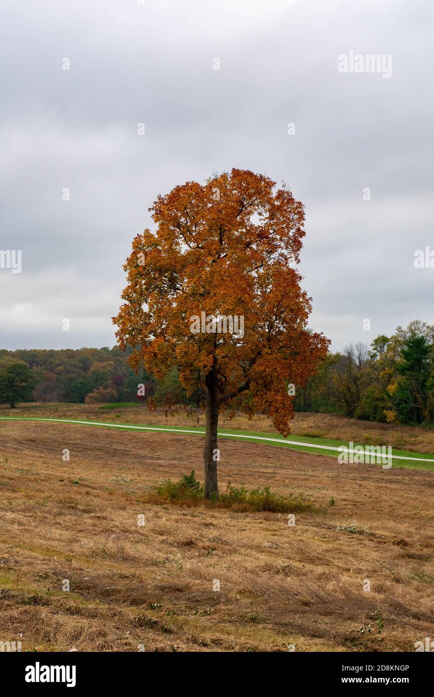 A Lone Orange Tree in Autumn in a Large Open Field Stock Photo - Alamy