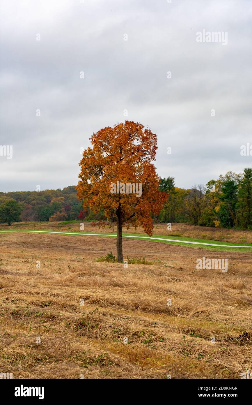 A Lone Orange Tree in Autumn in a Large Open Field Stock Photo - Alamy