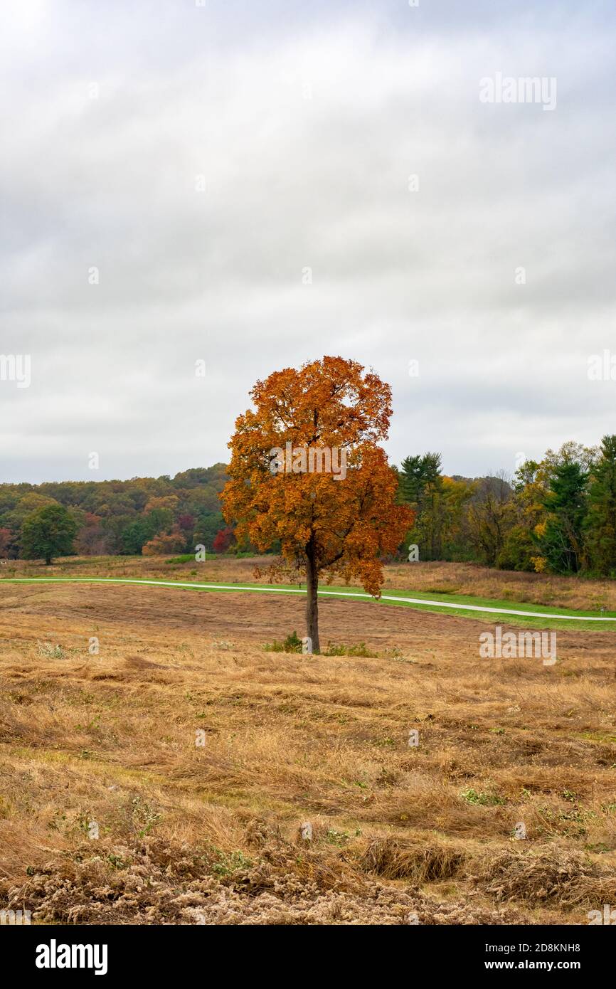 A Lone Orange Tree in Autumn in a Large Open Field Stock Photo - Alamy