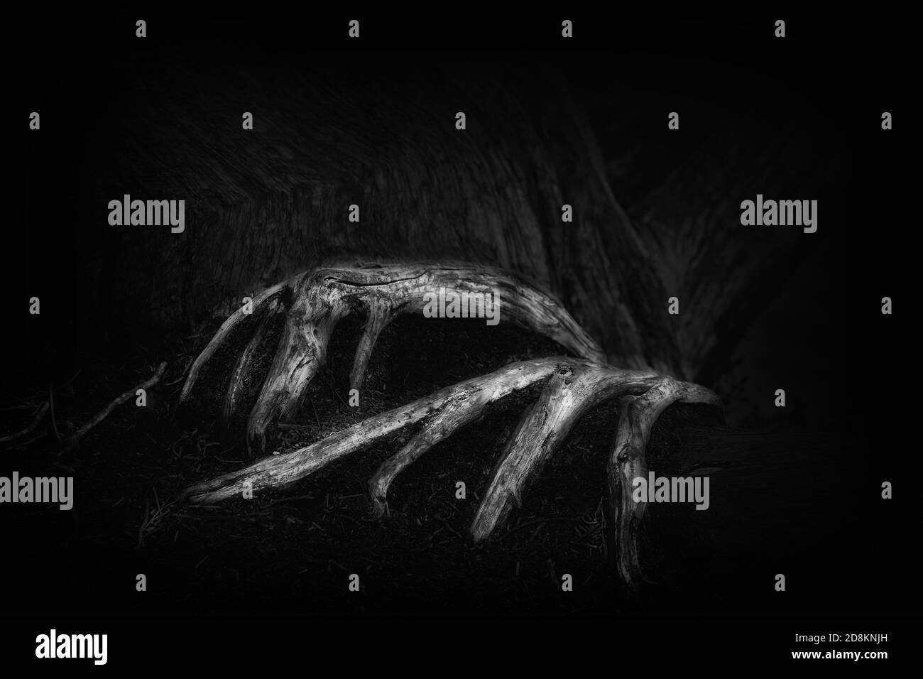 Creepy roots hi-res stock photography and images - Alamy