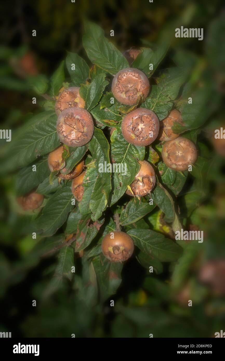 Royal medlar fruit hi-res stock photography and images - Alamy