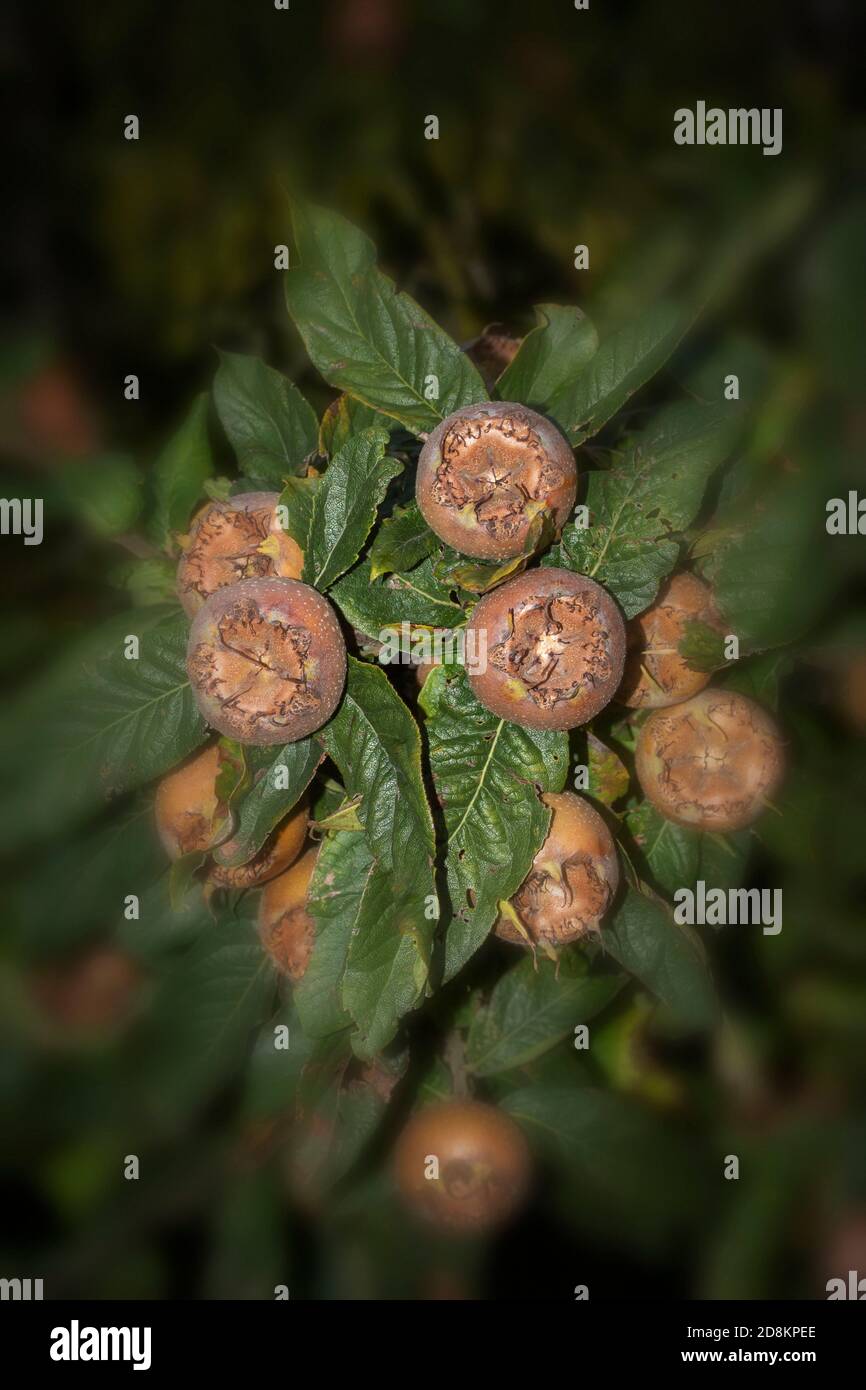 Medlar ’Royal fruit in close up Stock Photo - Alamy