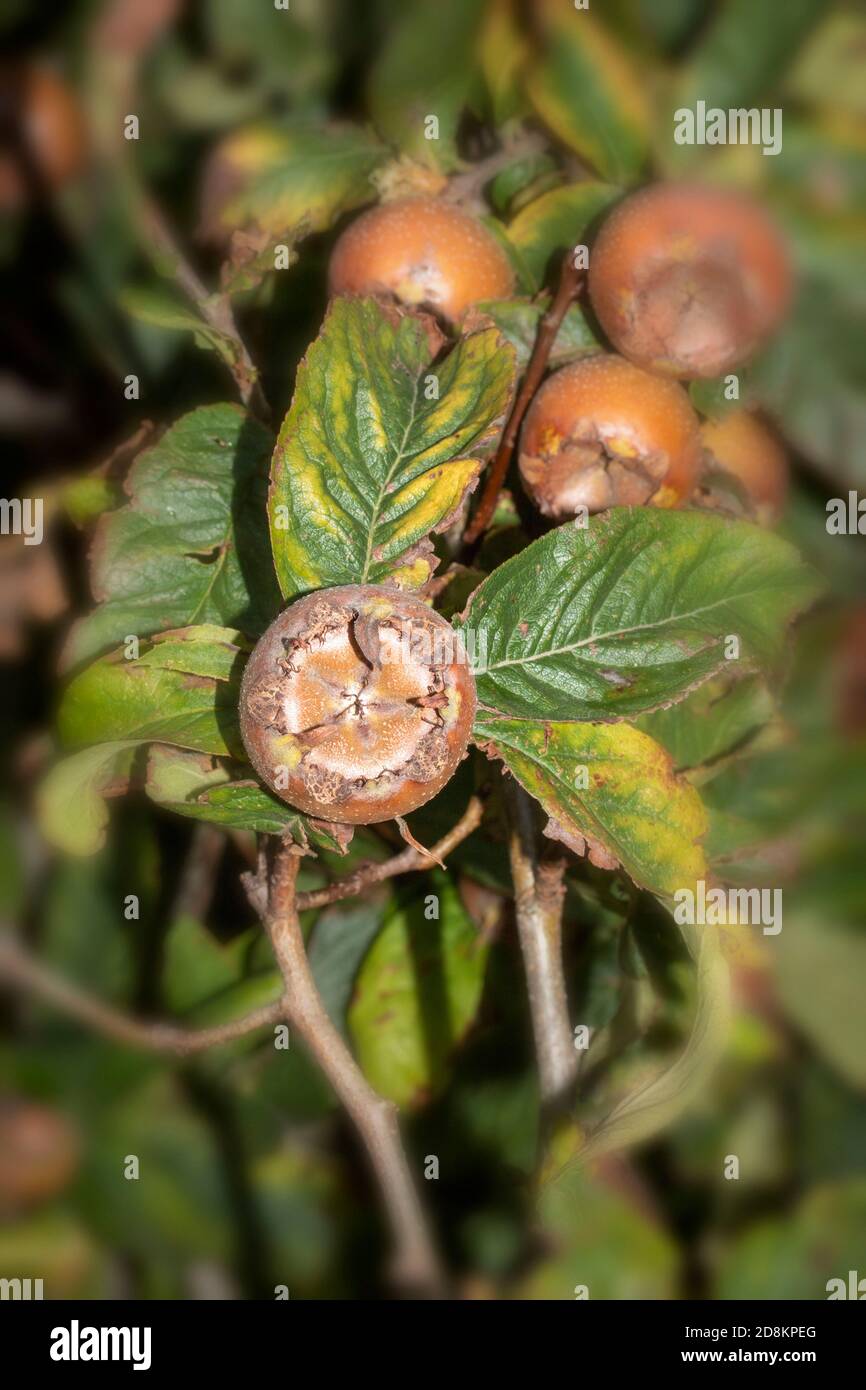 Royal medlar fruit hi-res stock photography and images - Alamy