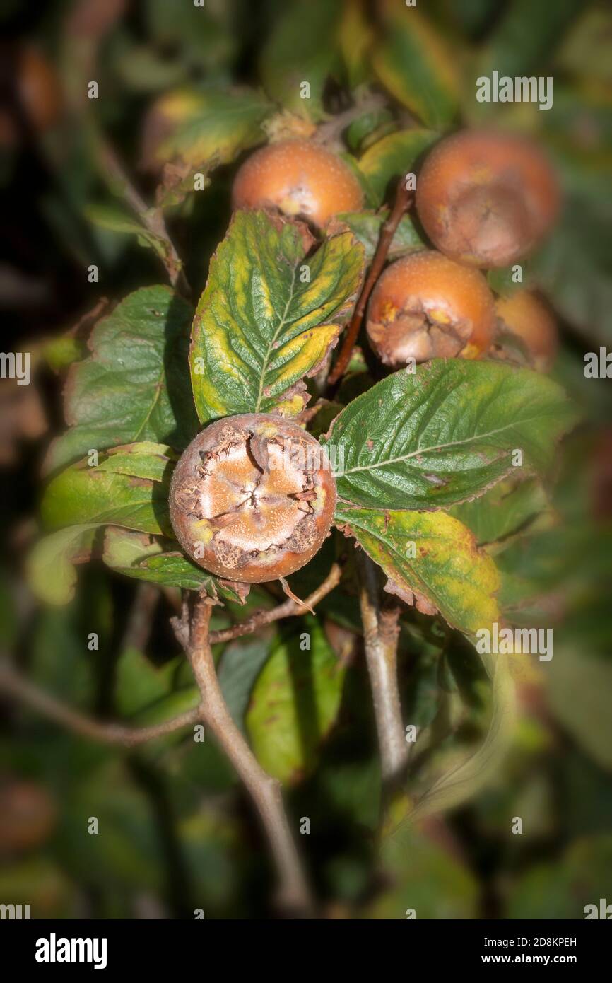 Royal medlar fruit hi-res stock photography and images - Alamy